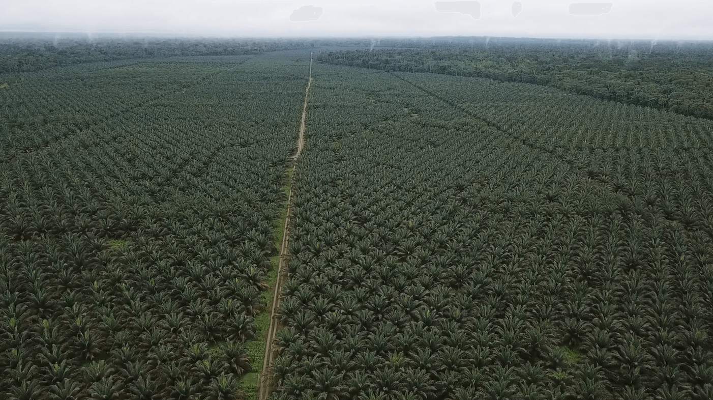 From Big Oil to Palm Oil: - Amazon Frontlines