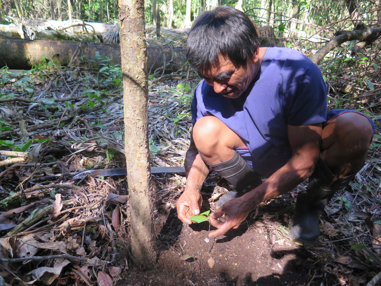 Recovery of Ancient Plants Initiative - Amazon Frontlines