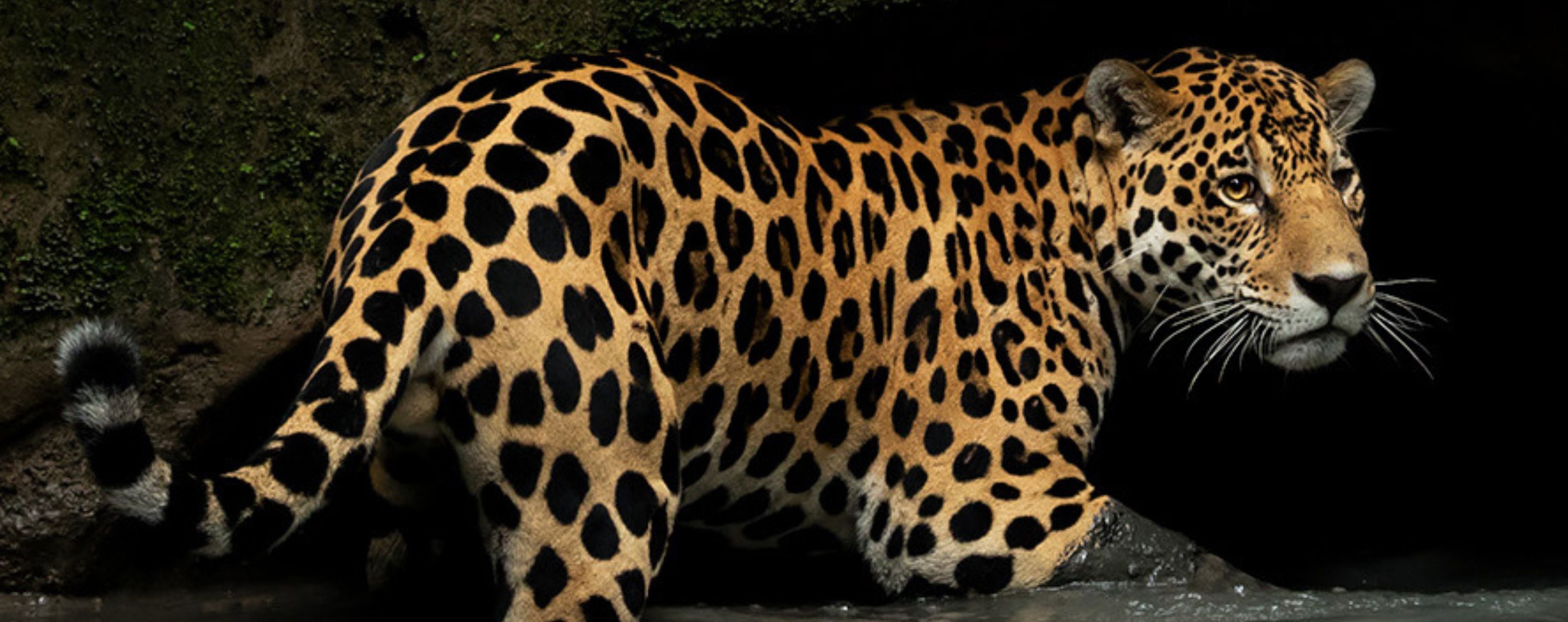 Salvar al Yasuní, el Lugar más Biodiverso de la Tierra - Amazon Frontlines