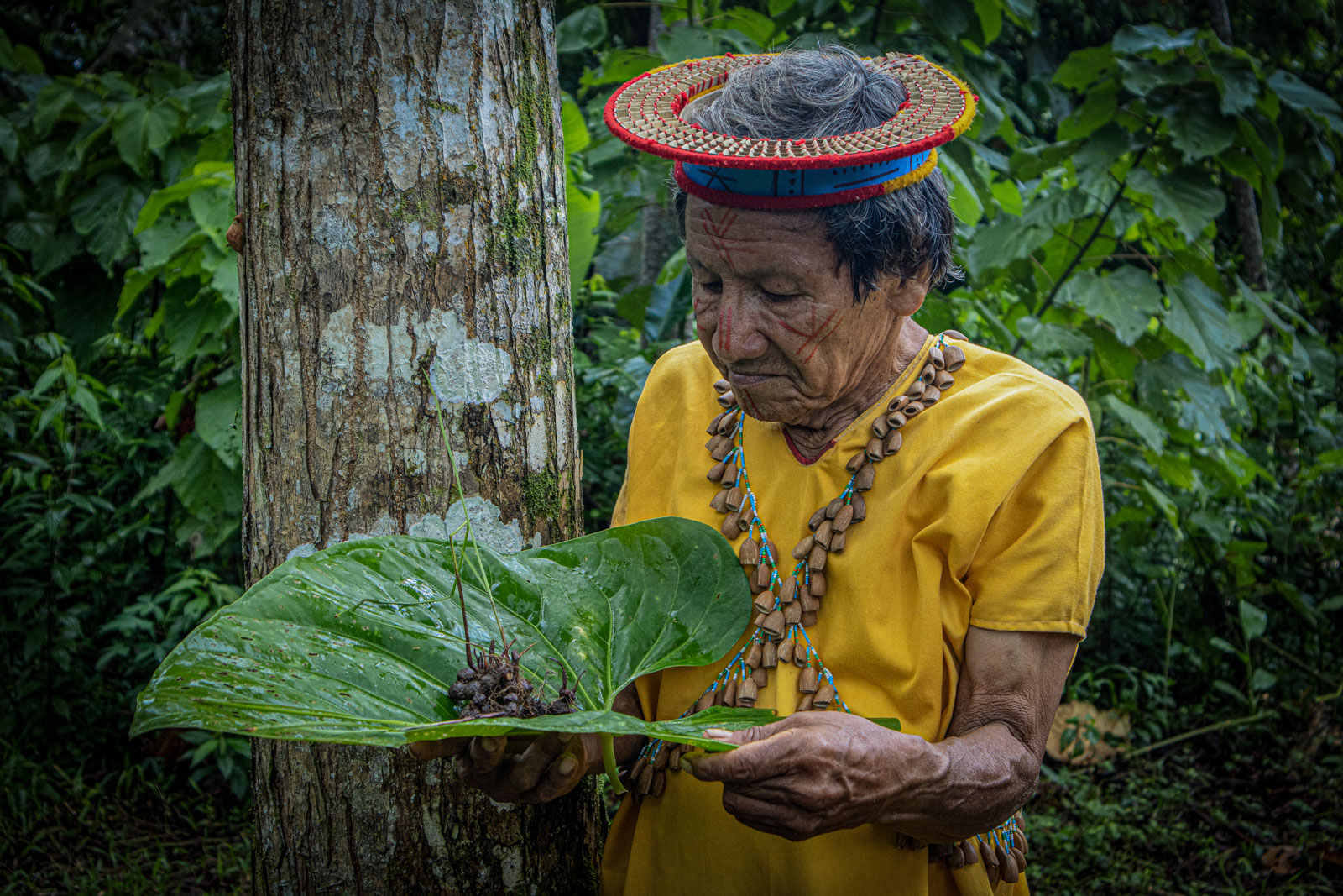Plantas Medicinales Amazónicas: Seres de Sanación y Conexión - Amazon ...