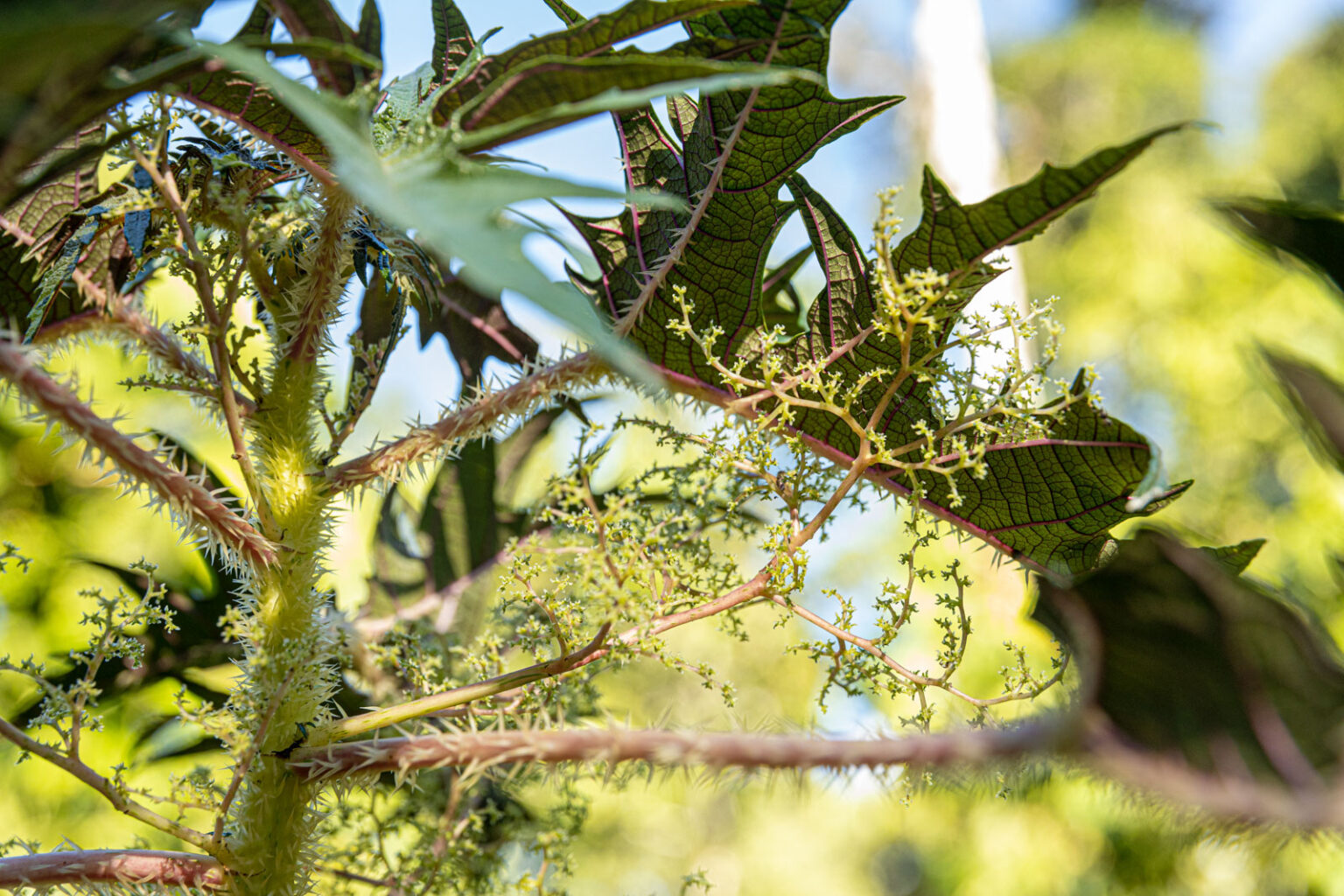Plantas Medicinales Amazónicas: Ortiga (Ankhu’si) - Amazon Frontlines