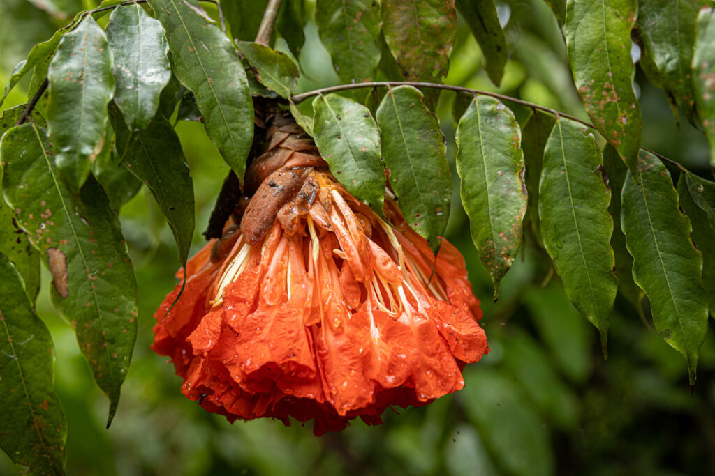 Plantas Medicinales Amazónicas: Palo de Rosa (Aña pë’kë majoro ...