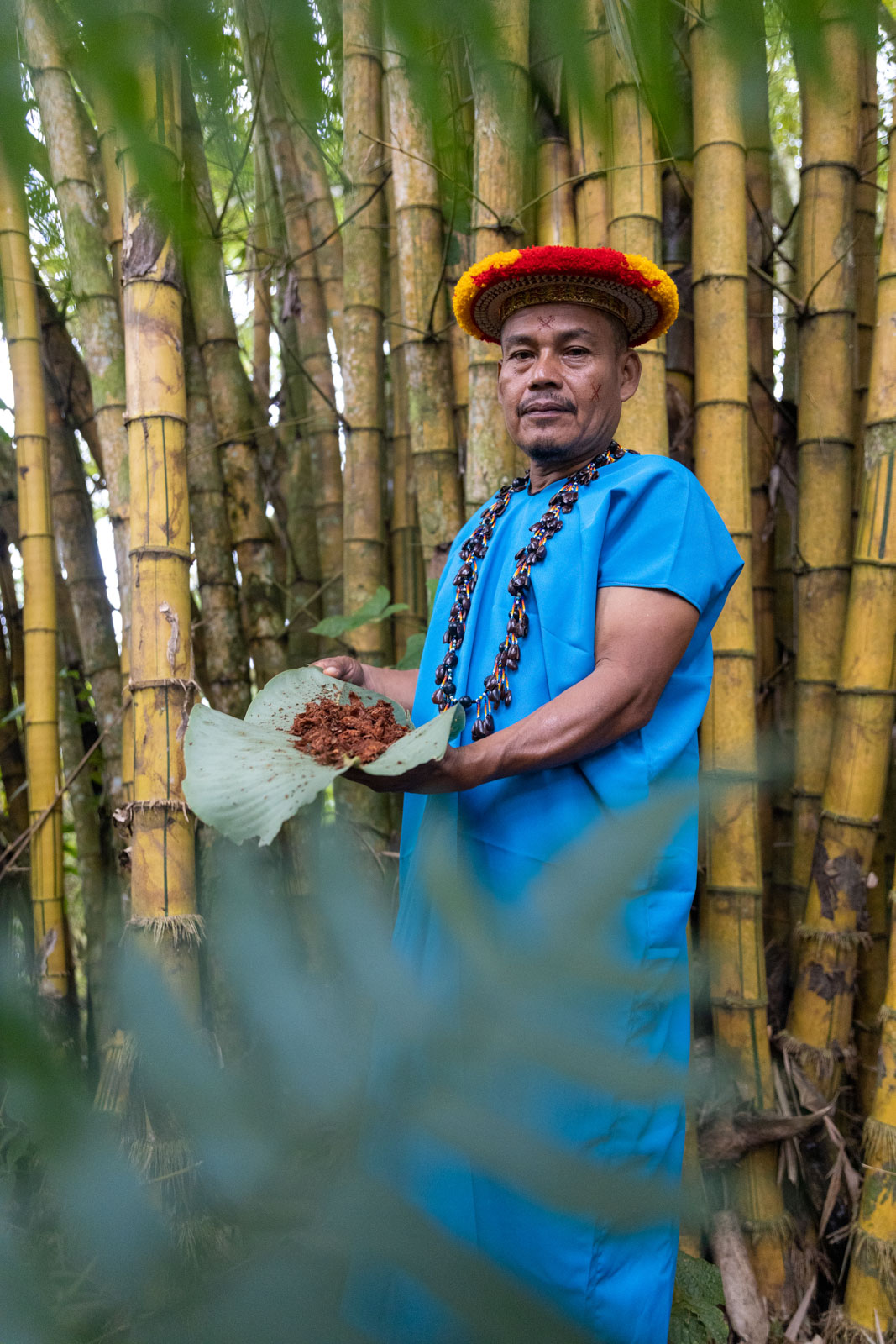 Amazonian Medicinal Plants: Forest strawberry (Mi'a) - Amazon Frontlines