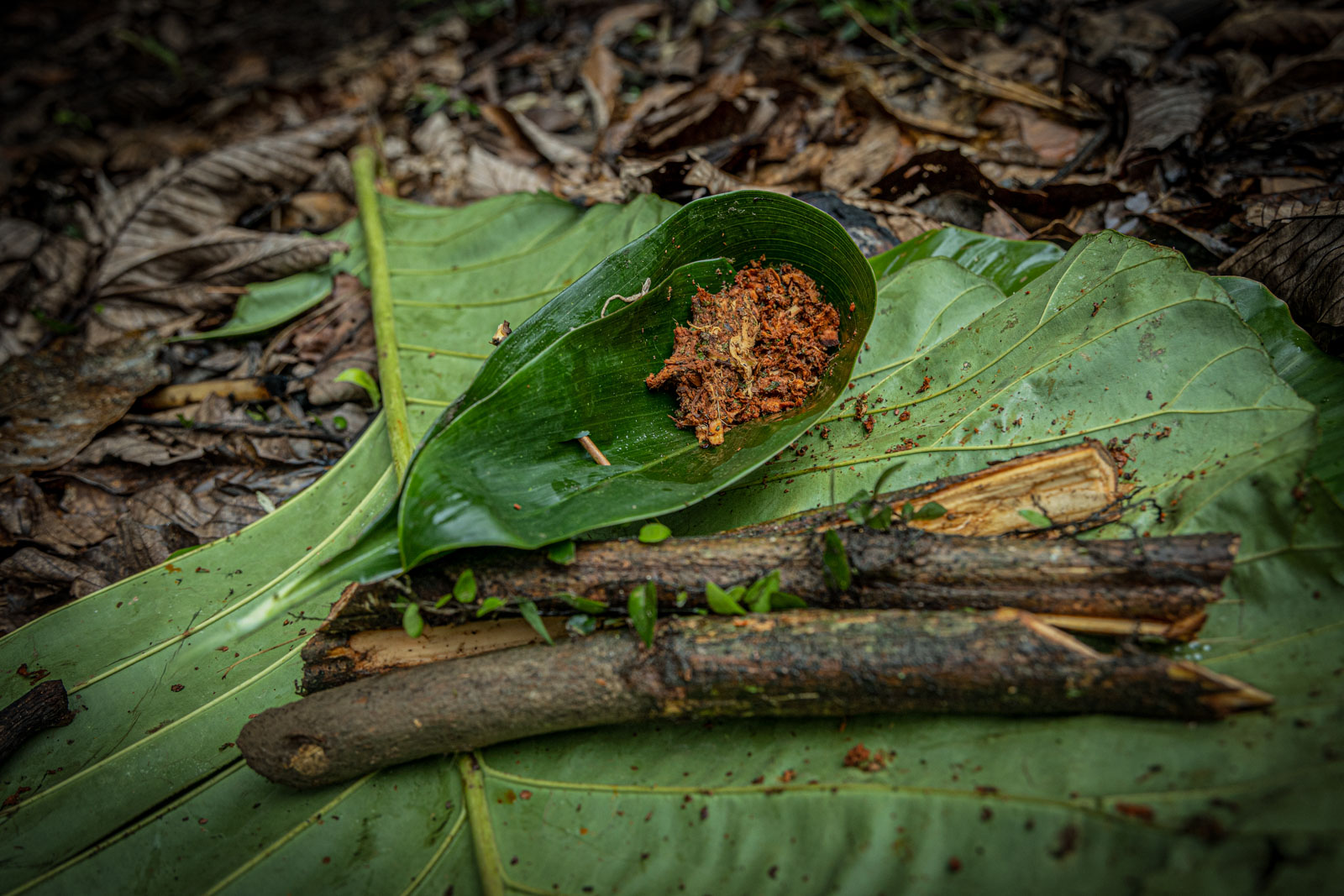 Amazonian Medicinal Plants: Forest strawberry (Mi'a) - Amazon Frontlines