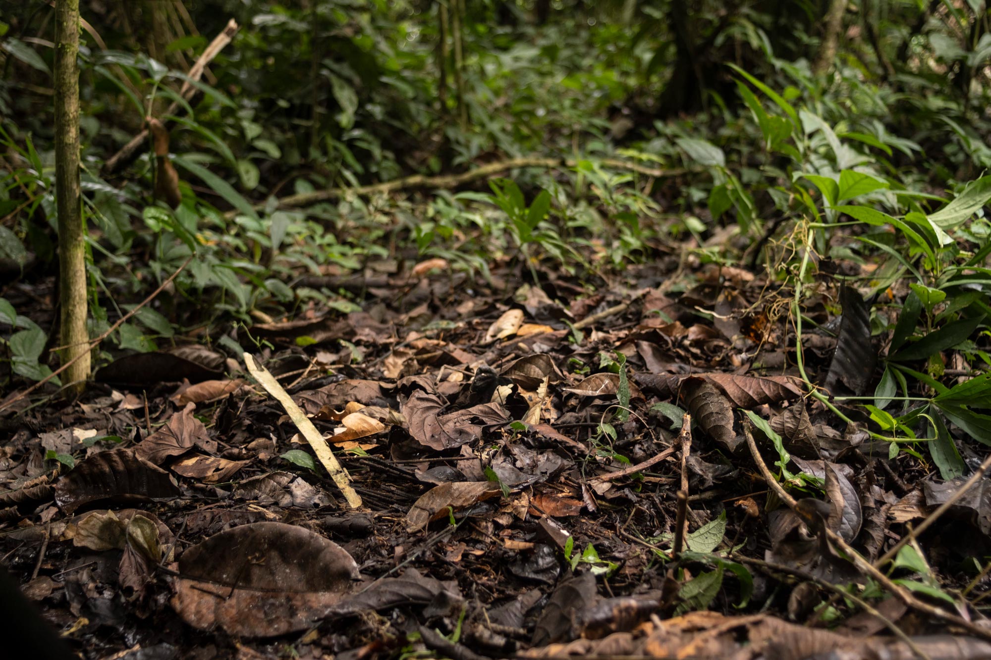 The Tipping Point: Is the Amazon Rainforest Approaching a Point of No ...