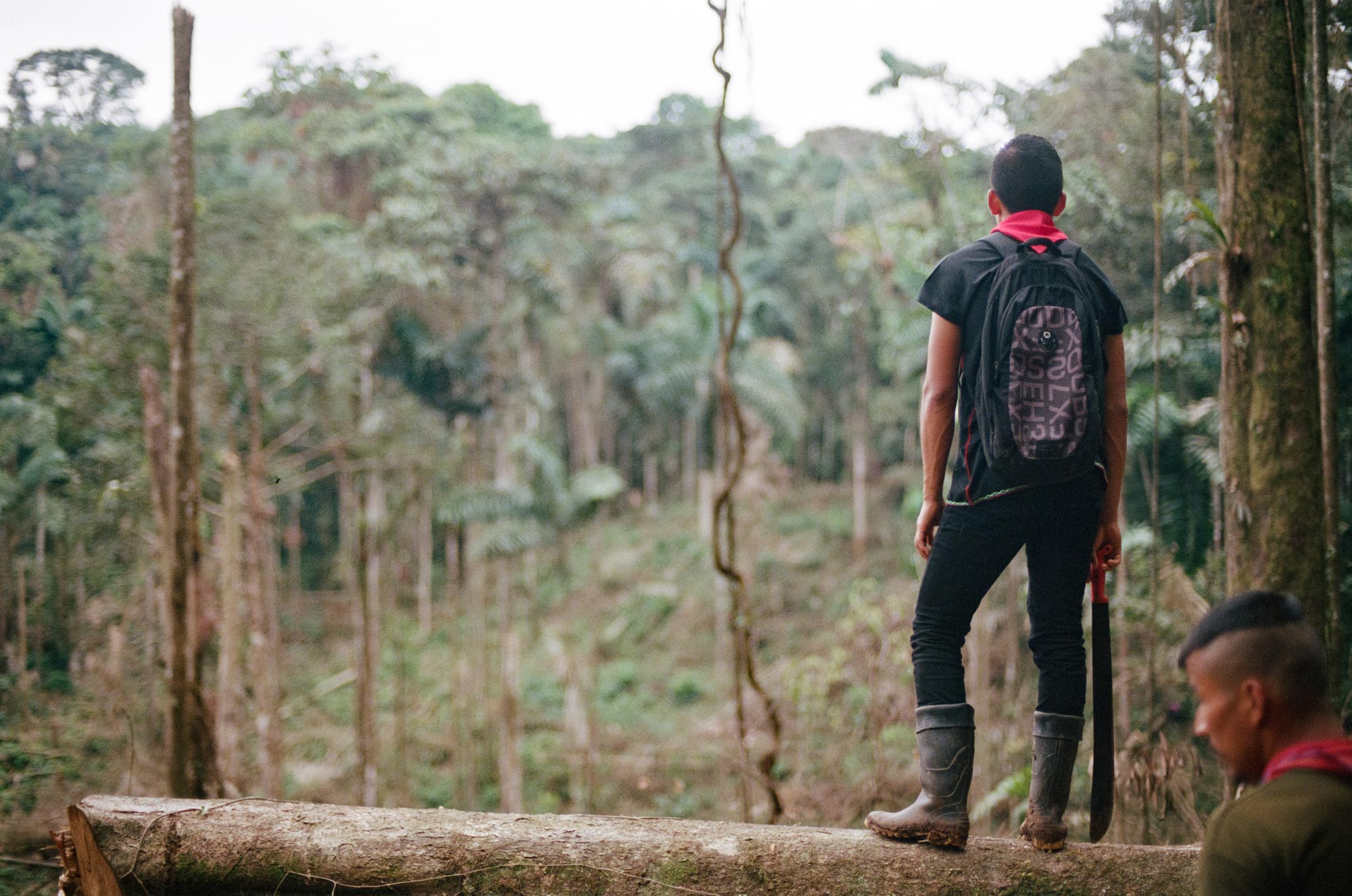 The Tipping Point: Is the Amazon Rainforest Approaching a Point of No ...