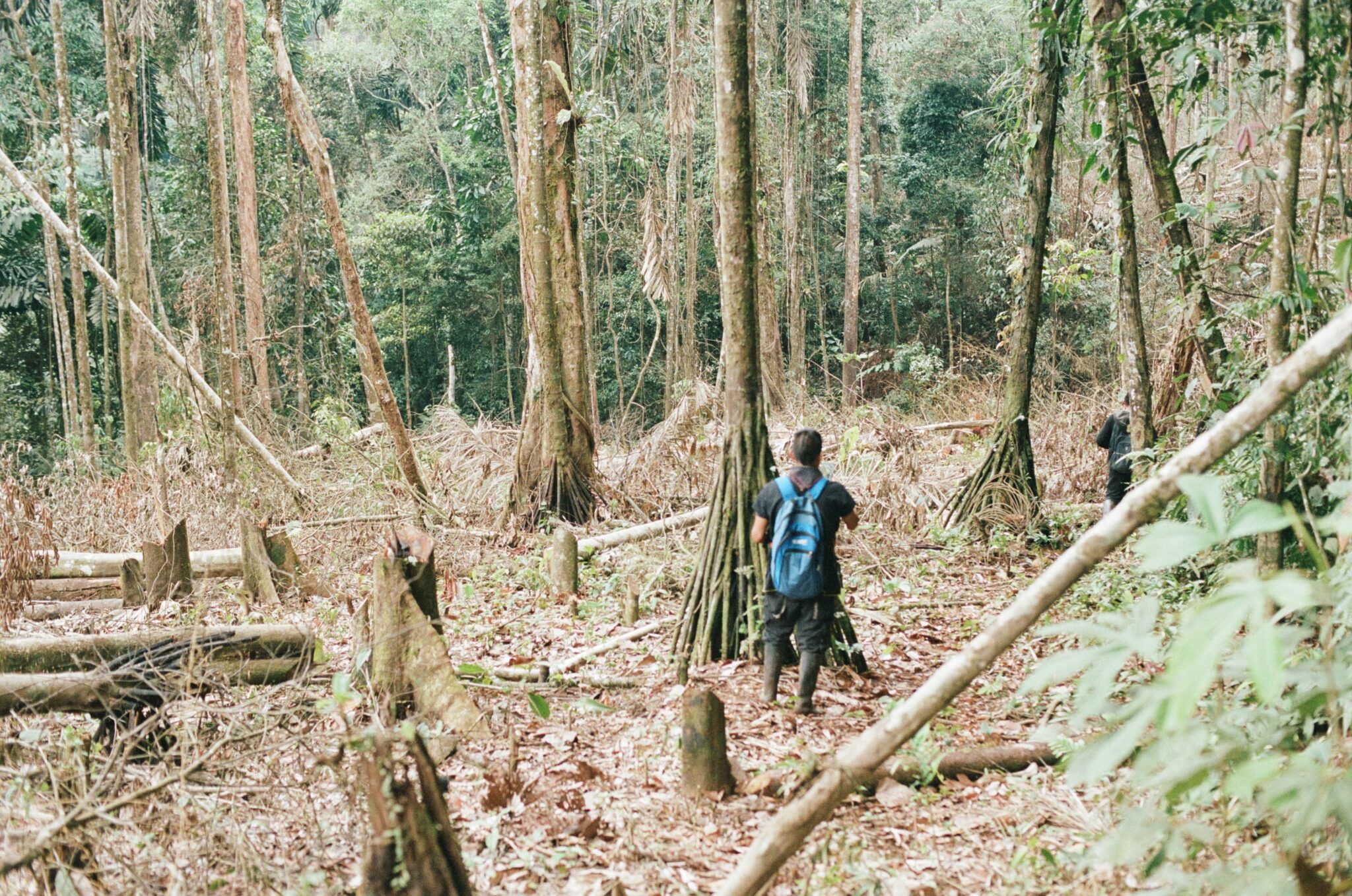 The Tipping Point: Is the Amazon Rainforest Approaching a Point of No ...