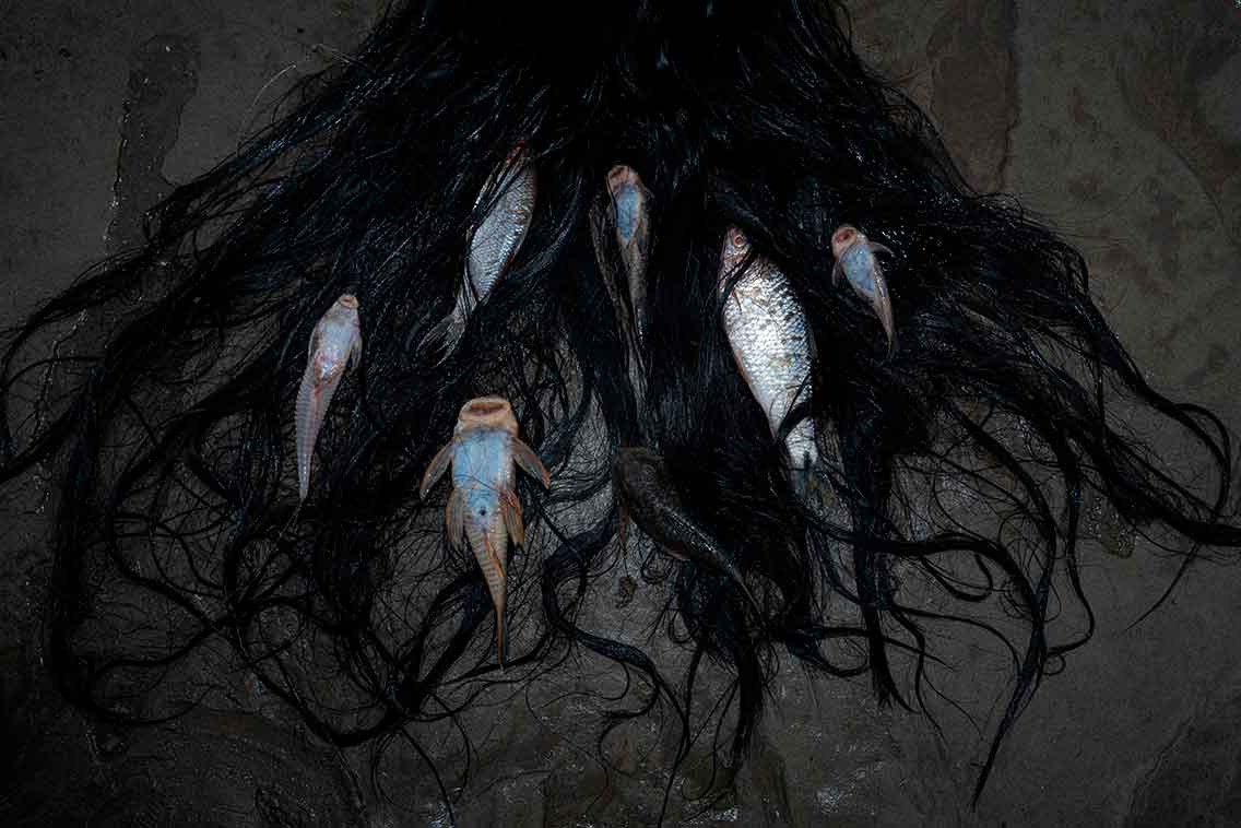 The Tree of Fish: A Story Based on an Indigenous Myth from the Amazon ...